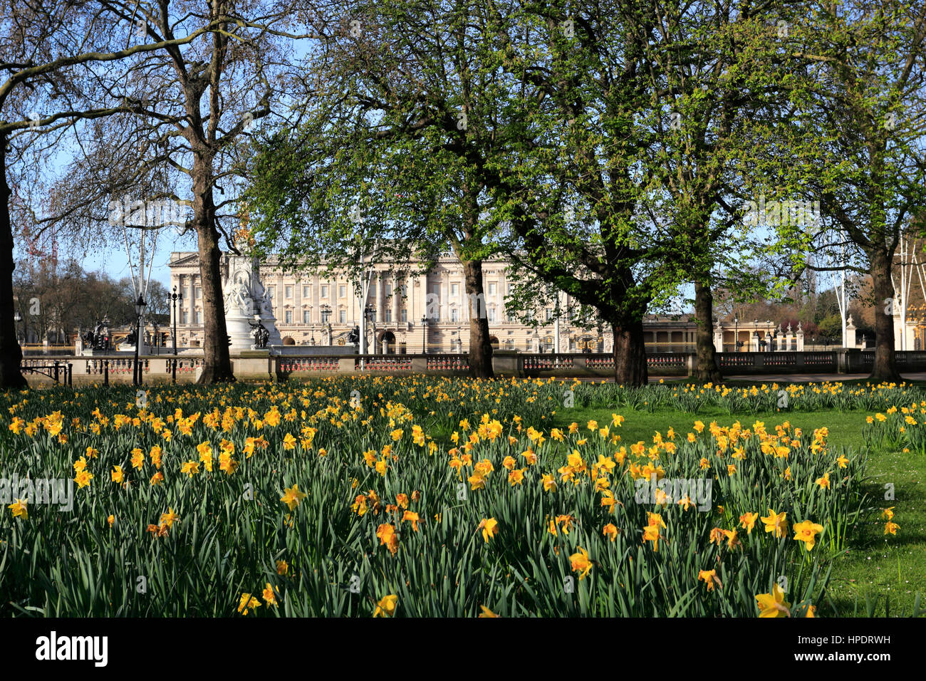 Spring Daffodils, frontage of Buckingham Palace, St James, London ...