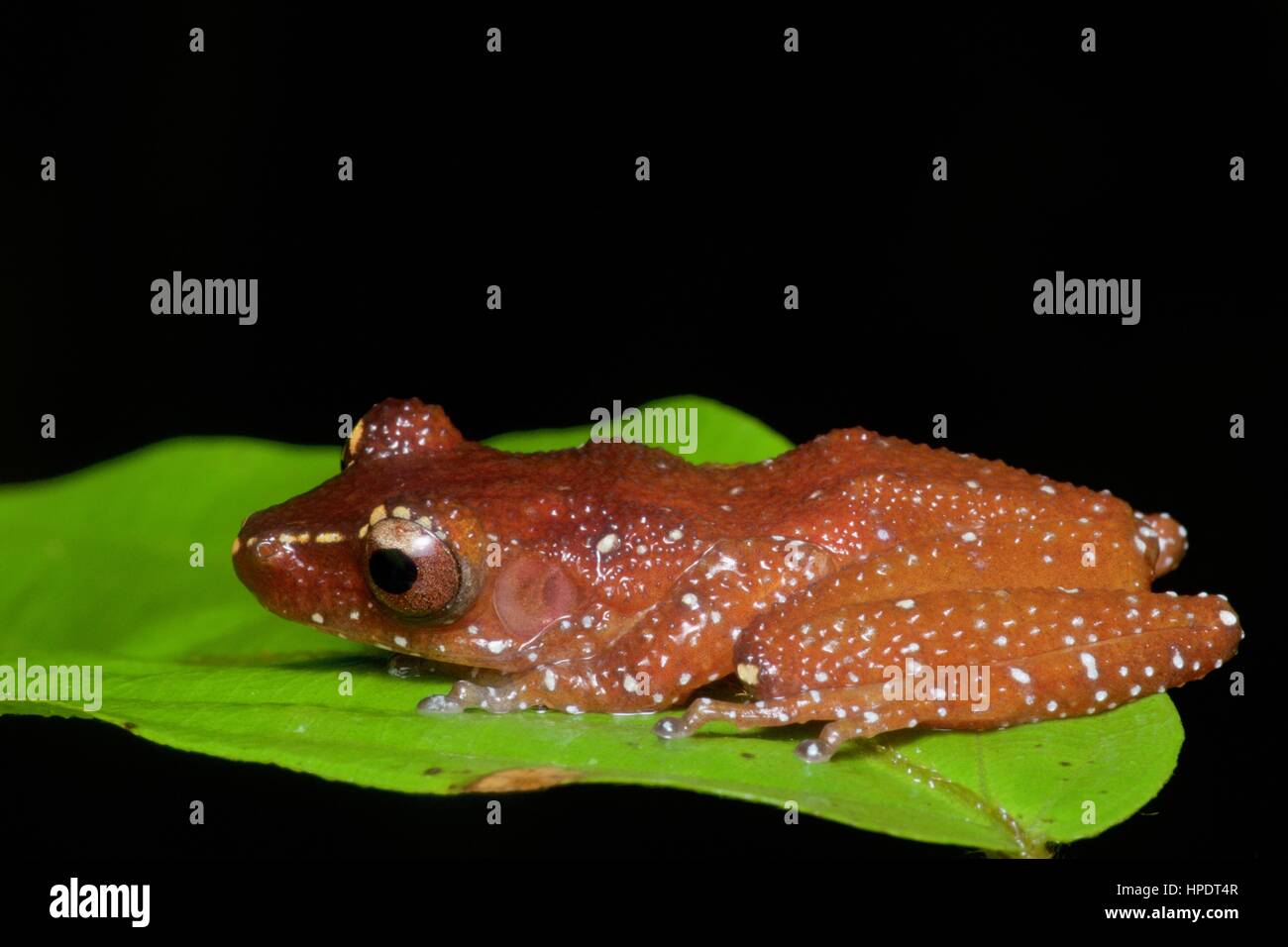 A Cinnamon Frog (Theloderma pictum) in the rainforest at night in Ulu ...
