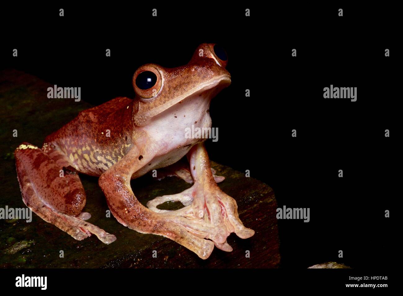 A Harlequin Flying Frog (Rhacophorus pardalis) in the rainforest at ...