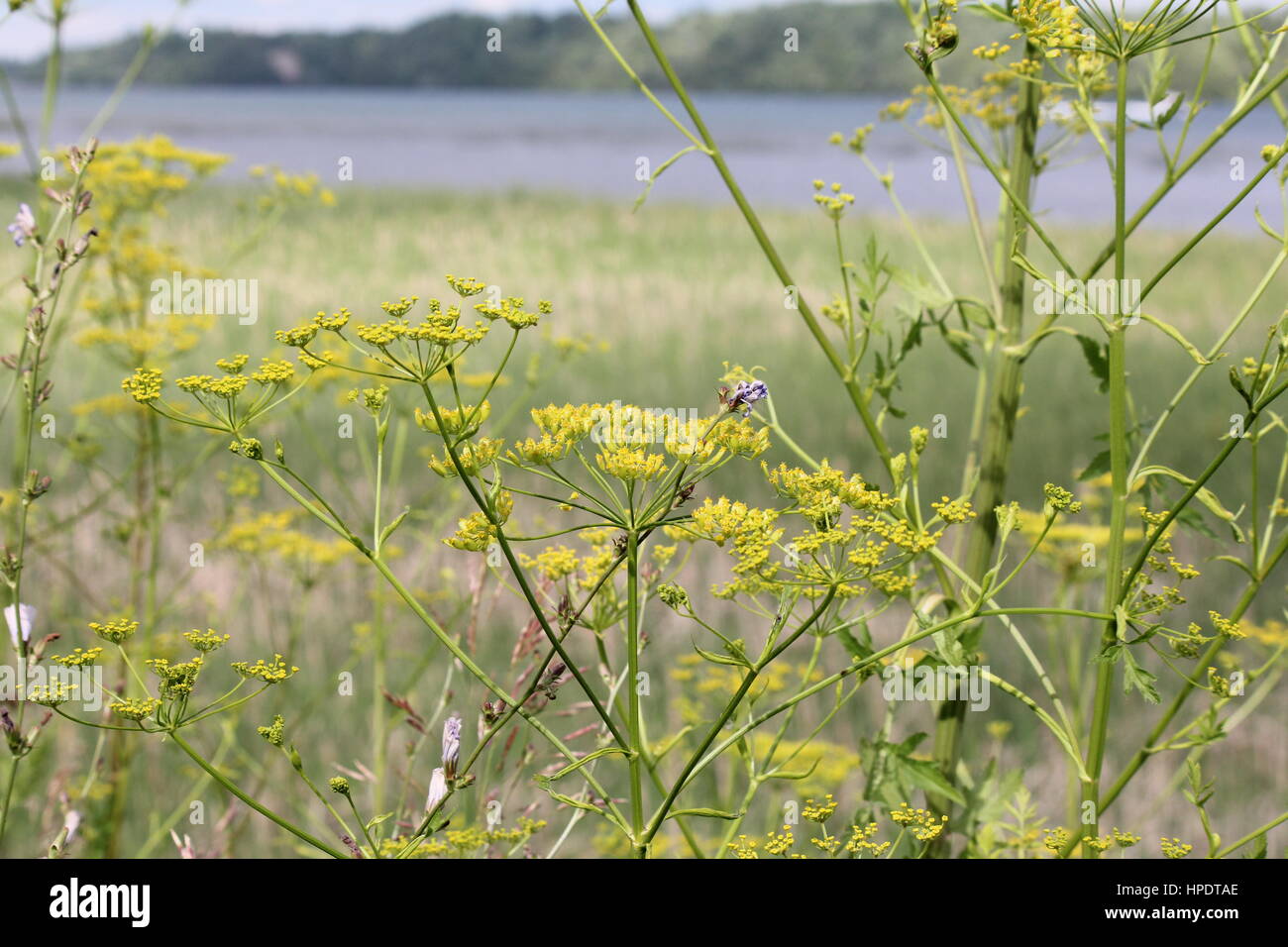 Yellow head Wild Parsnip (Pastinaca sativa) weed in poisonous stage ...