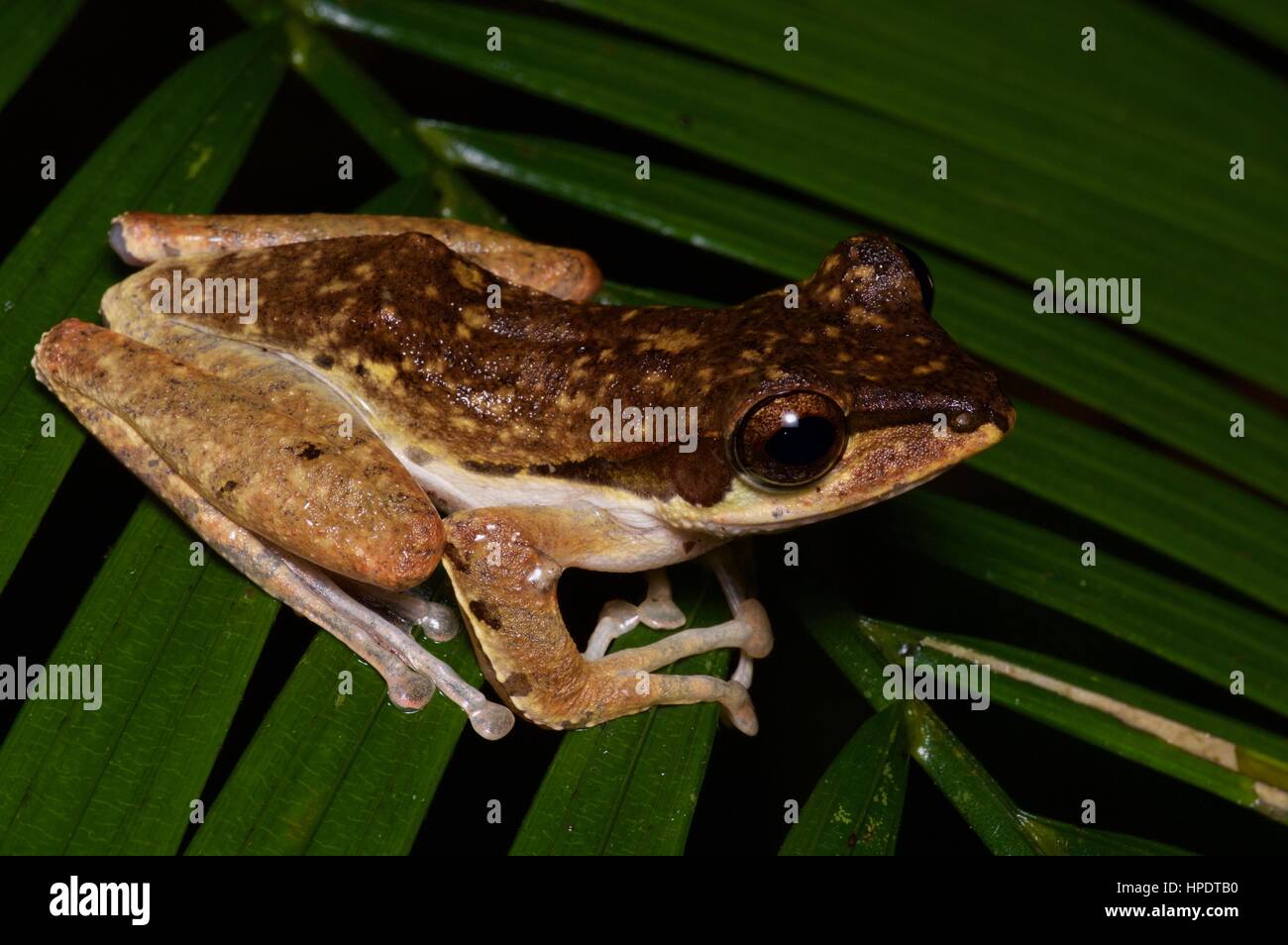 Rainforest dark hi-res stock photography and images - Alamy