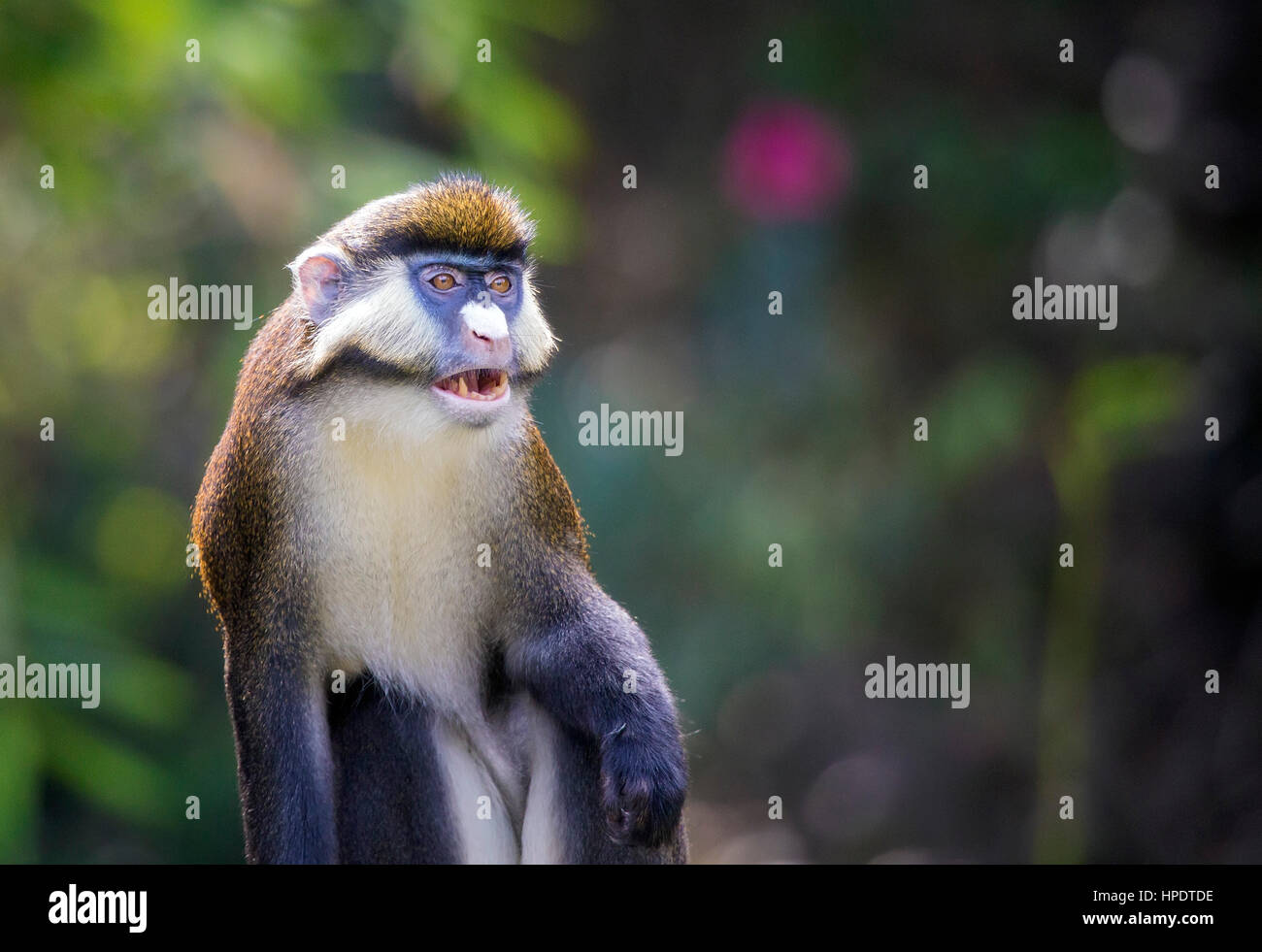 Spot nosed monkey hi-res stock photography and images - Alamy