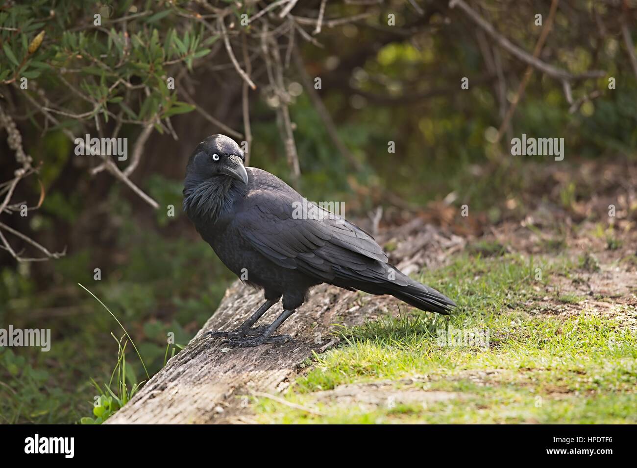 Australian raven in a park, sunny day Stock Photo - Alamy
