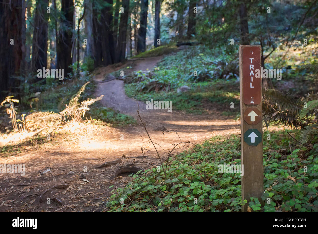 A simple hiking trail marker, in the Redwood forest of Big Sur ...