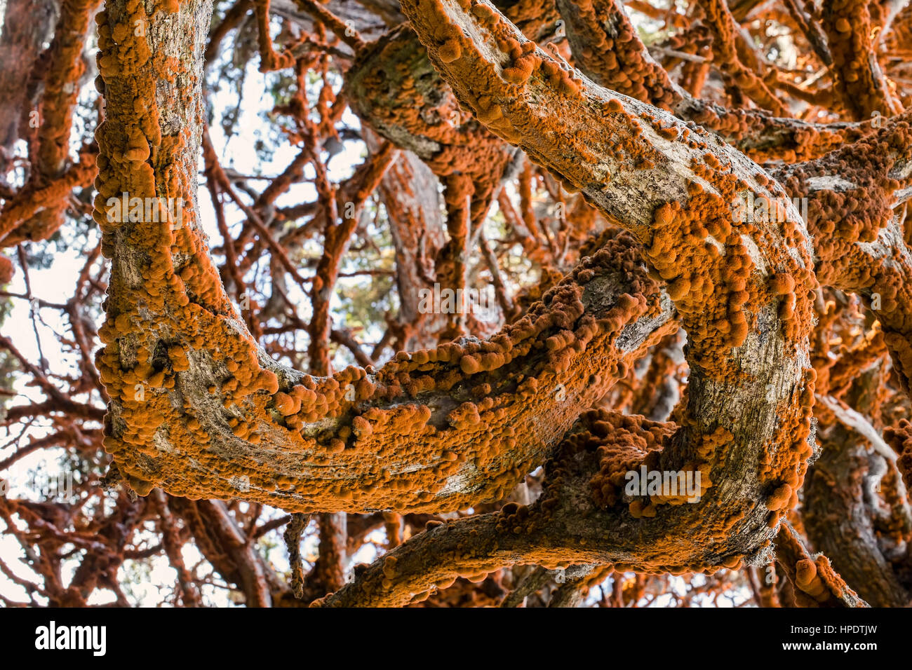 Orange Trentapohlia growing on a Cypress Tree at Point Lobos Reserve in ...