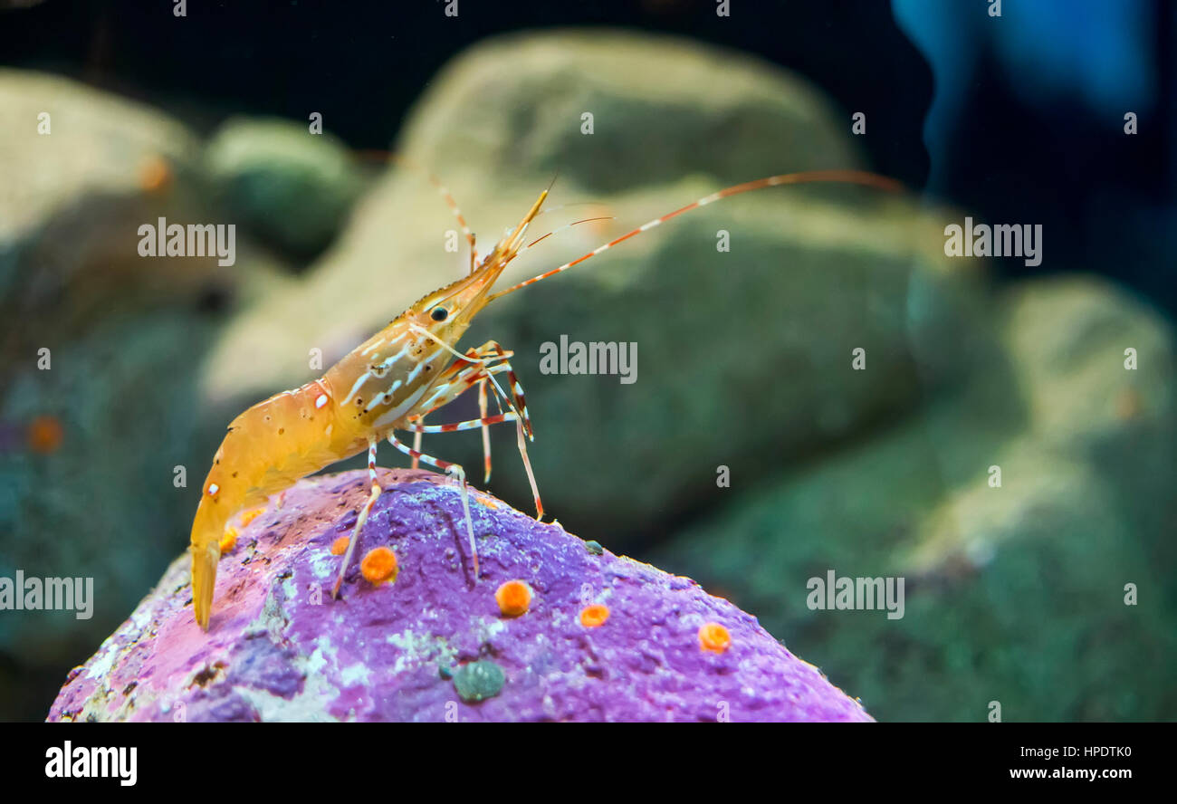 A single spot shrimp (Pandalus platyceros) sitting atop a purple rock ...