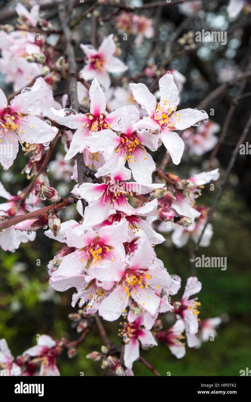 Canary island almond blossom tree hi-res stock photography and images ...