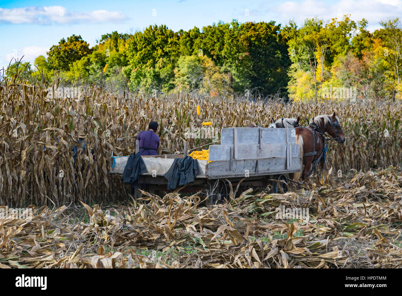Corn harvesting near Kidron, Ohio, USA Stock Photo - Alamy