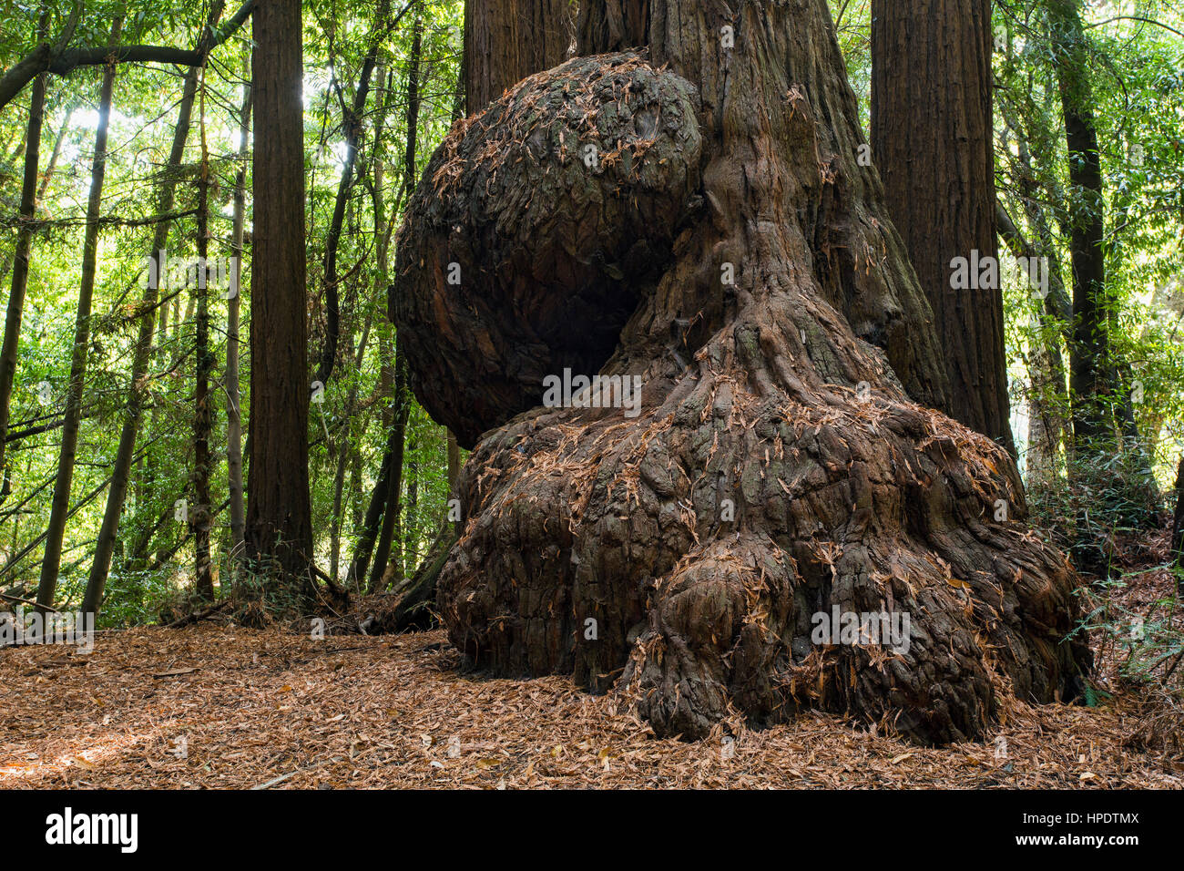 Redwood burl hi-res stock photography and images - Alamy