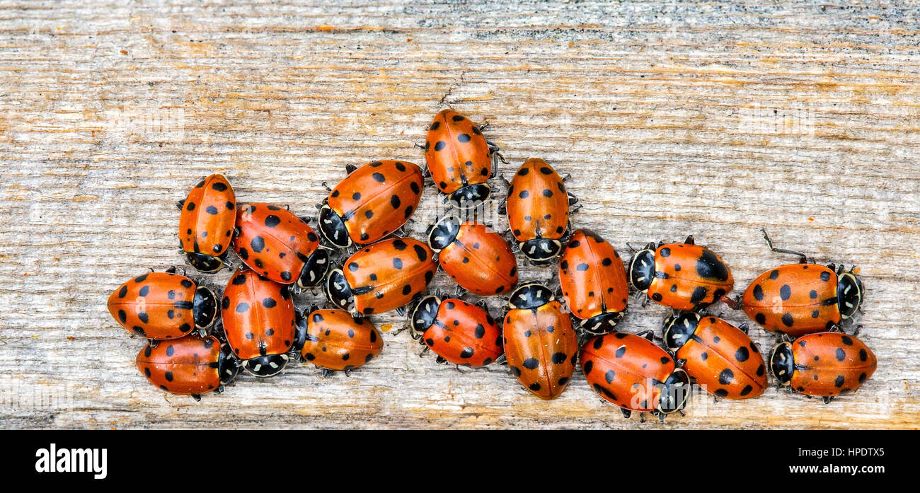 A closeup photo of several ladybugs (Coccinellidae) on a plain wooden ...