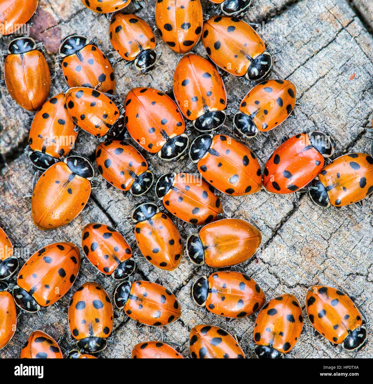 Closeup overhead shot of many colorful ladybugs (Coccinellidae) on a ...