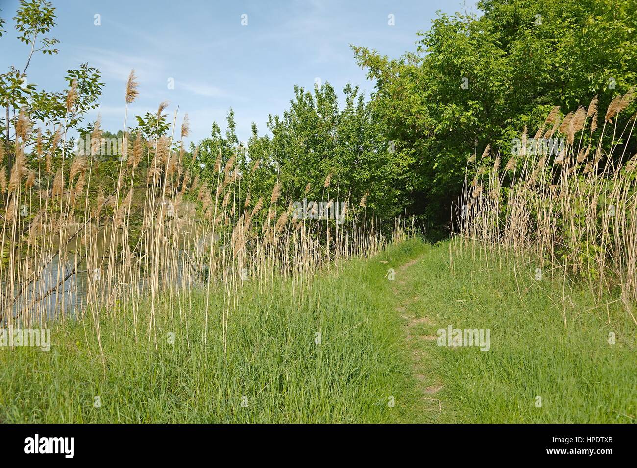 Green lakeside path in spring Stock Photo - Alamy