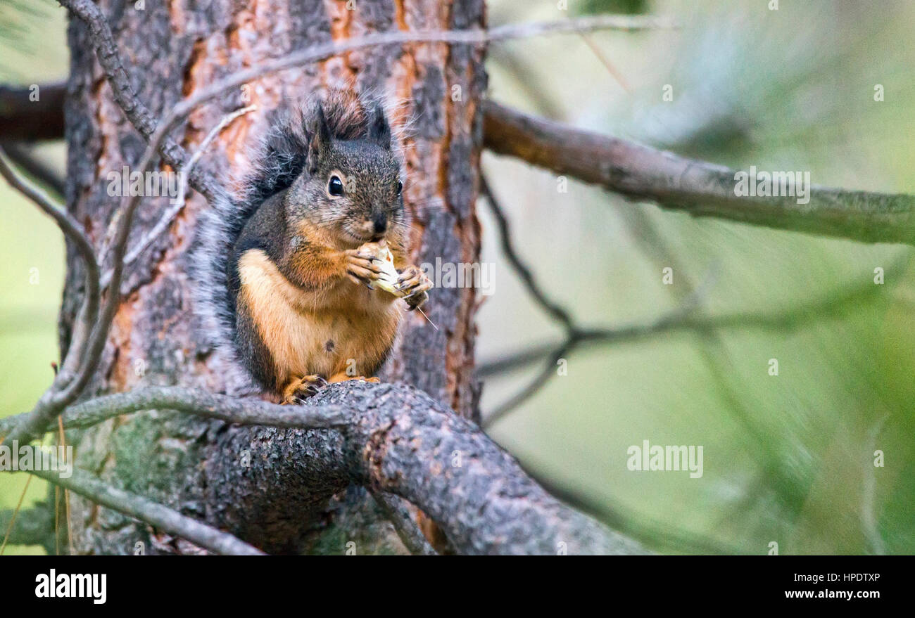 A wild Douglas squirrel (Tamiasciurus douglasii) sits on a tree branch ...