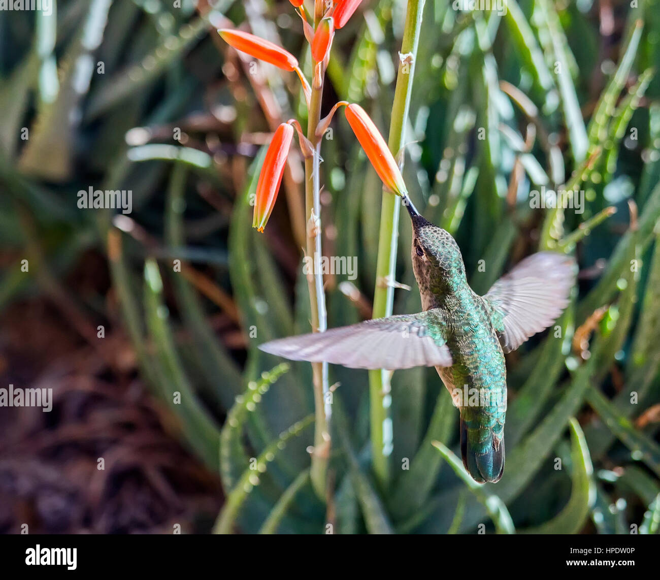 Hummingbird frozen in flight hi-res stock photography and images - Alamy