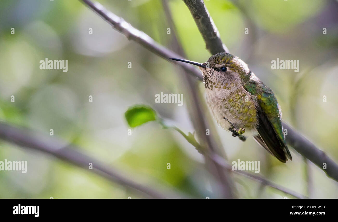 Female anna's hummingbird hi-res stock photography and images - Alamy