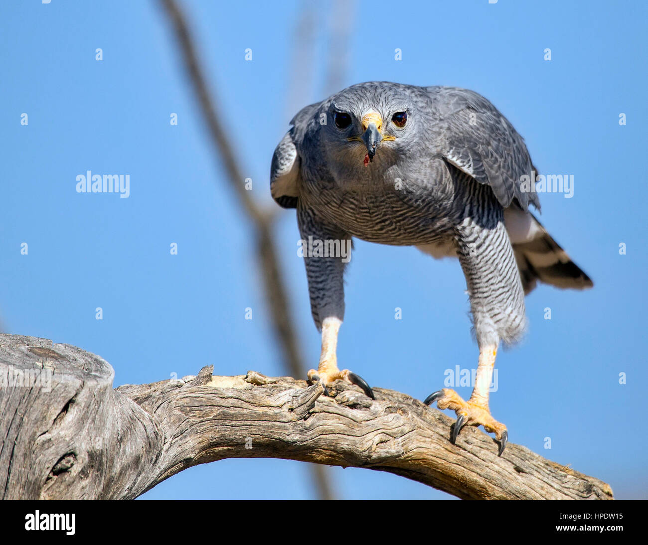 Mexican hawk hi-res stock photography and images - Alamy