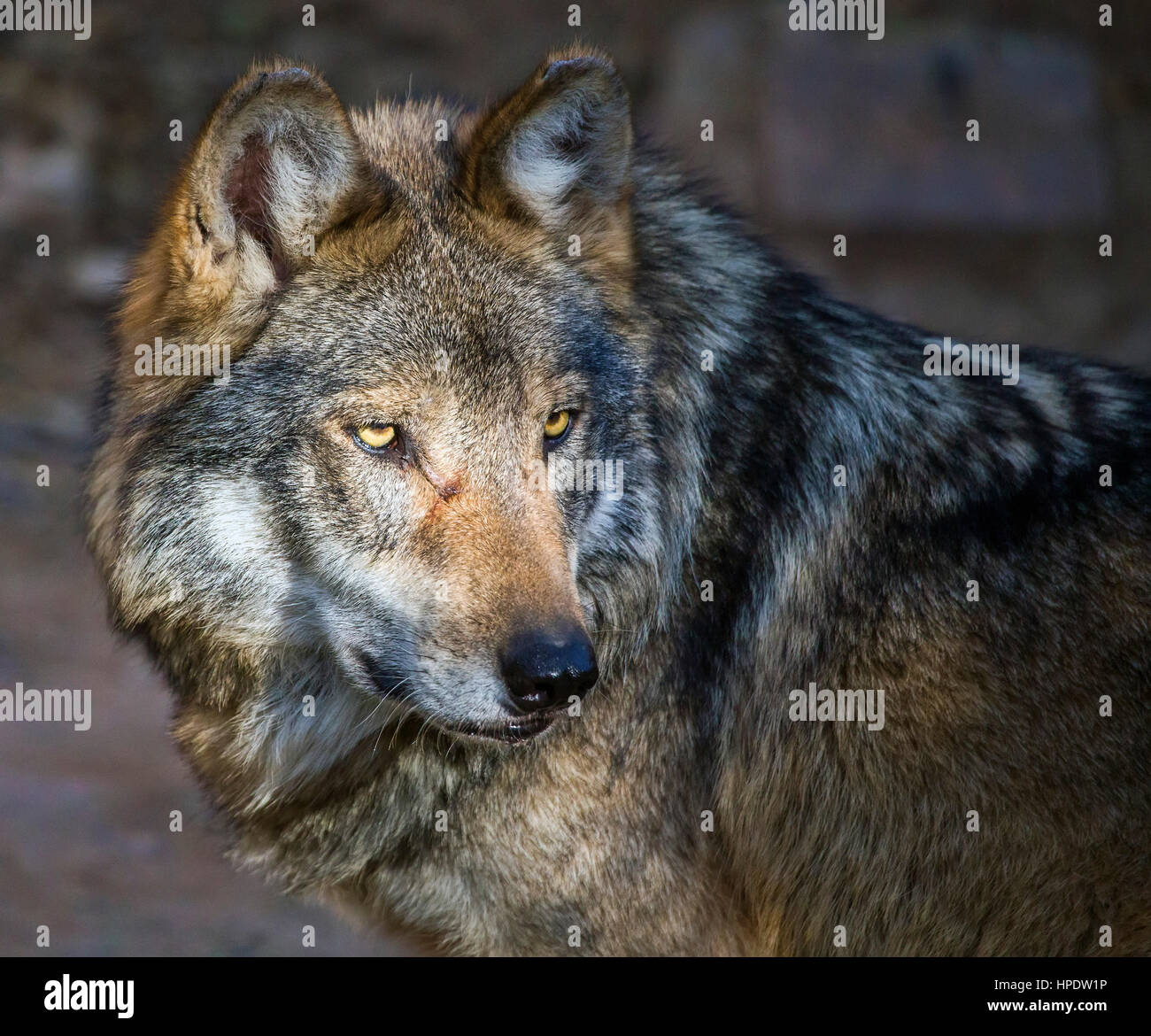 Closeup portrait of a Mexican gray wolf (Canis lupus baileyi Stock ...