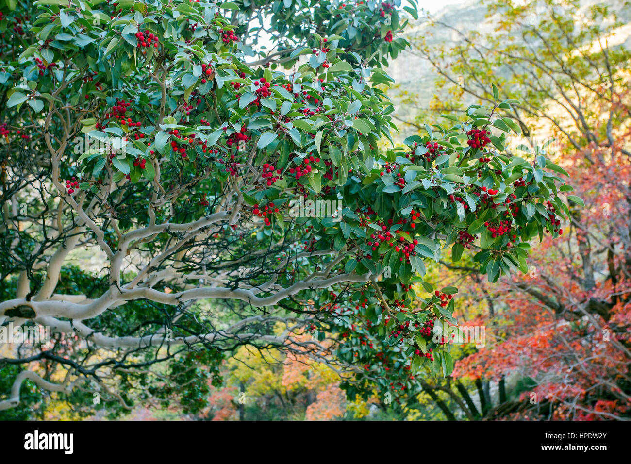 Texas madrone hi-res stock photography and images - Alamy