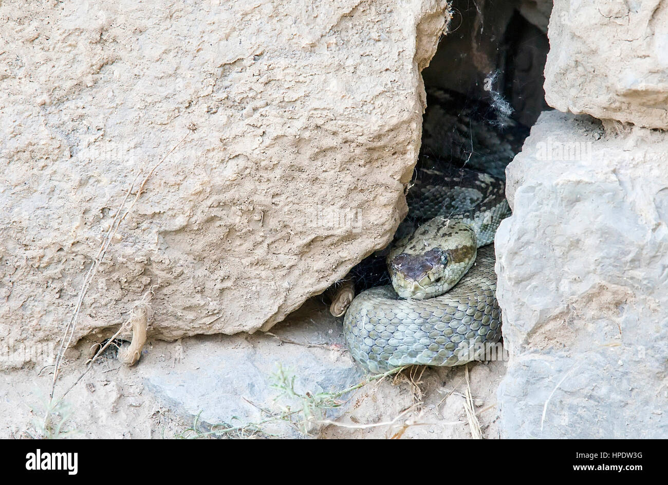A wild black-tailed rattlesnake (Crotalus molossus) hidden in a small ...