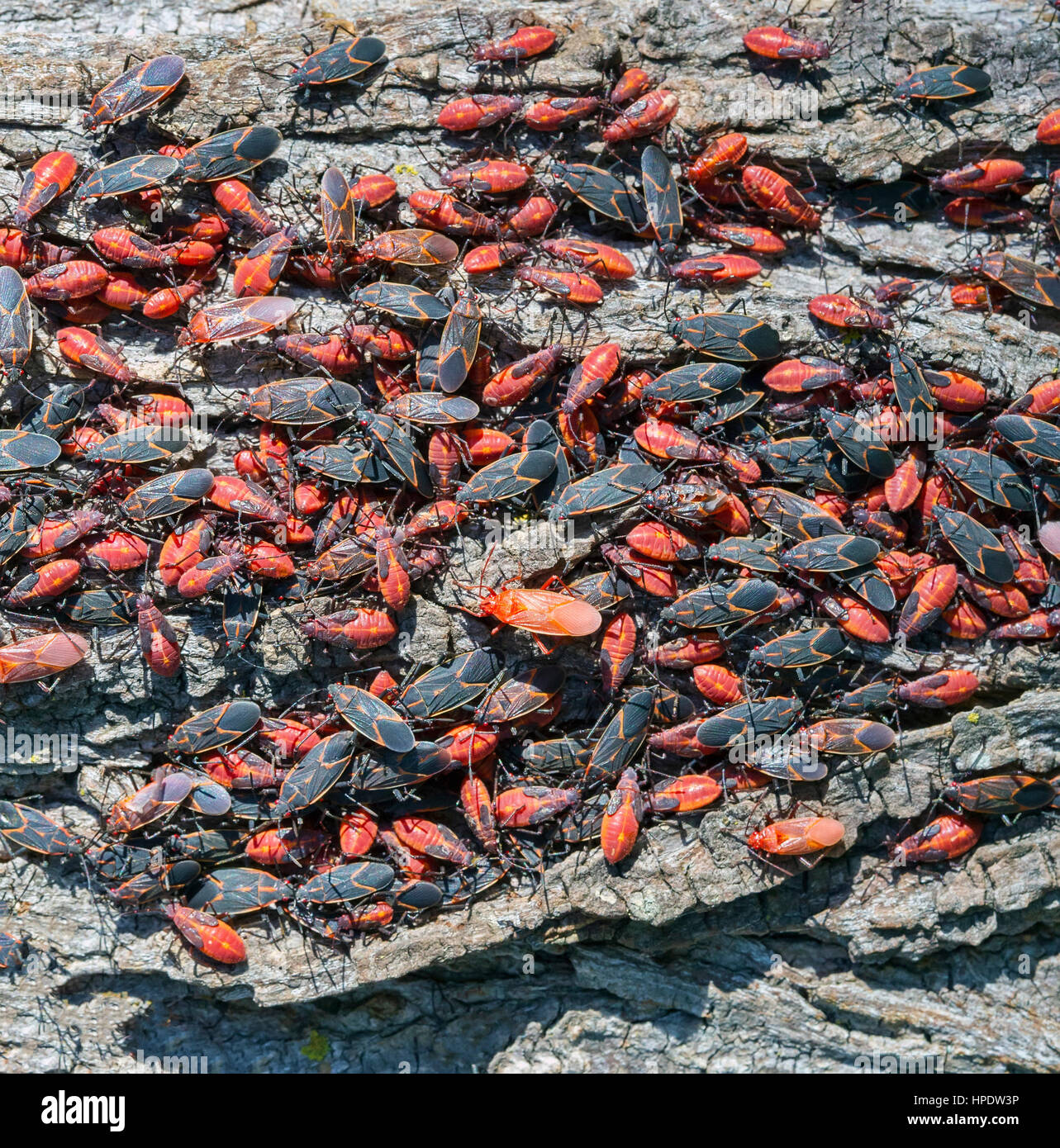 Boxelder bug hi-res stock photography and images - Alamy