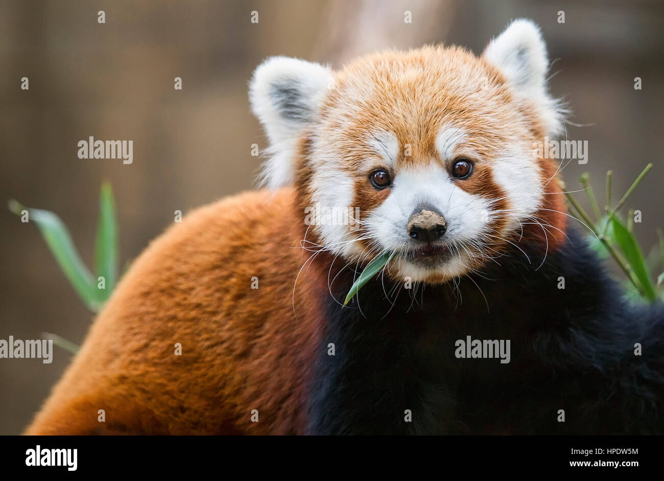Growling Red Panda