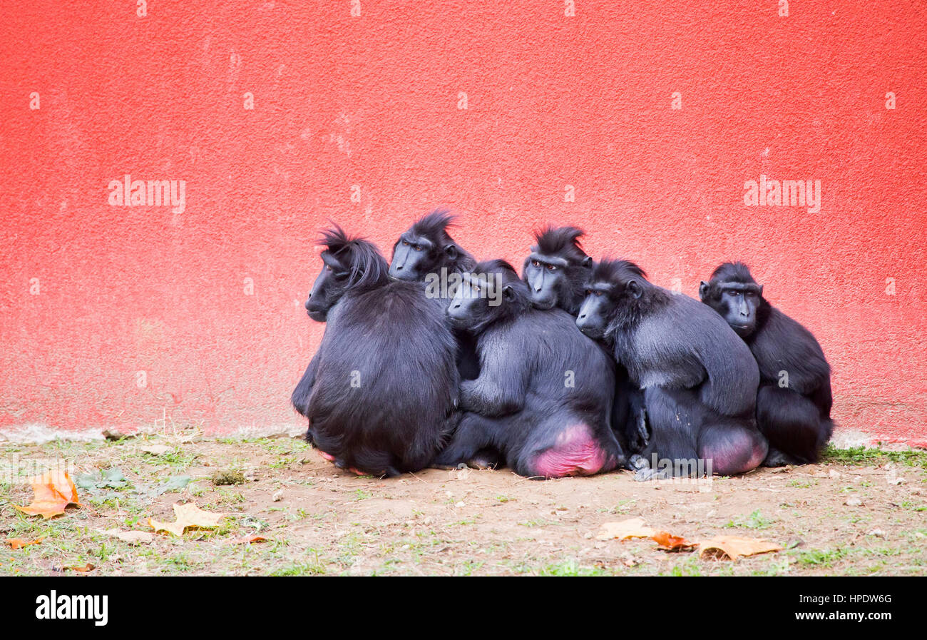 A group of Celebes crested macaques (Macaca nigra) huddles together ...