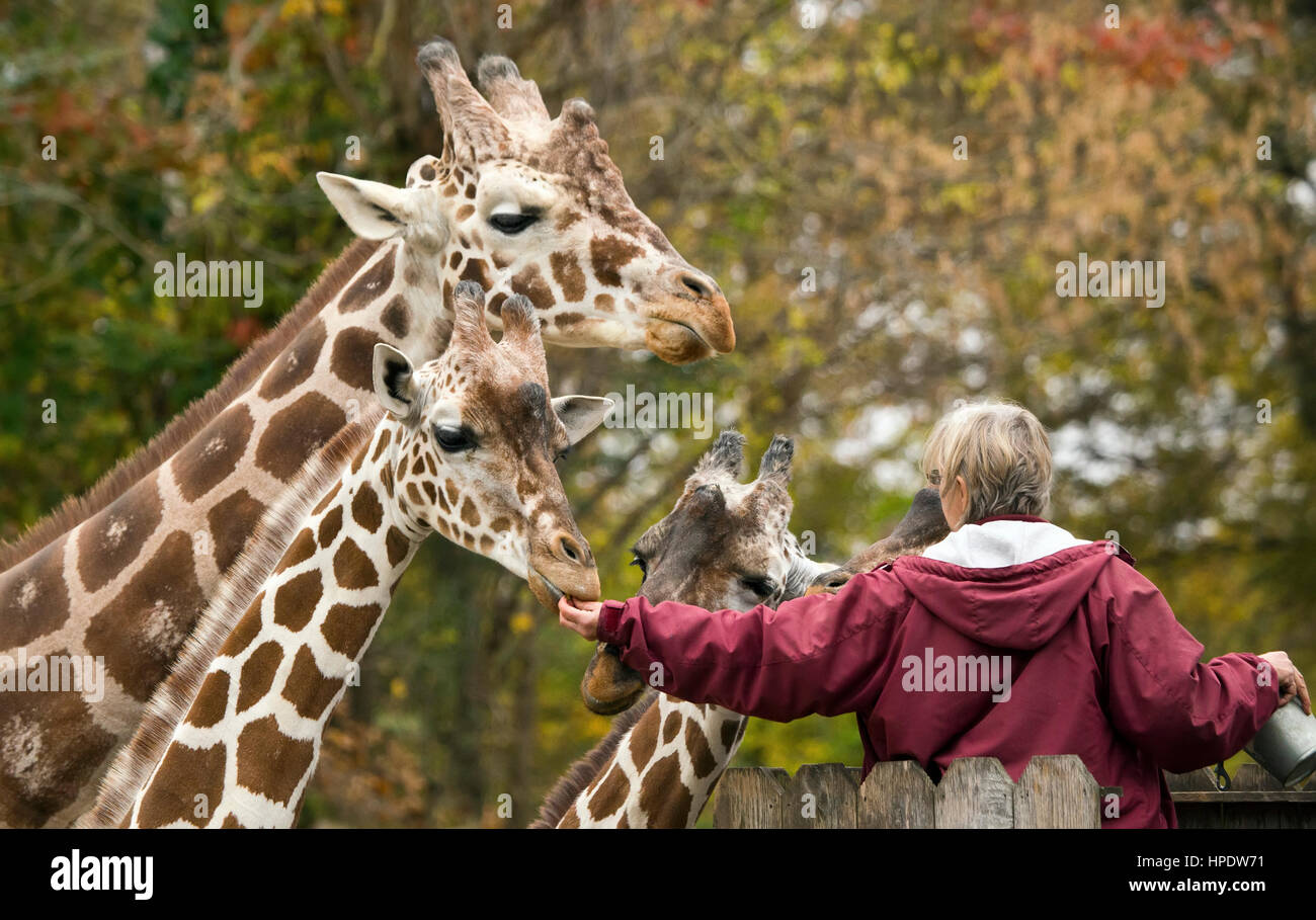 Hand feeding a giraffe hi-res stock photography and images - Alamy