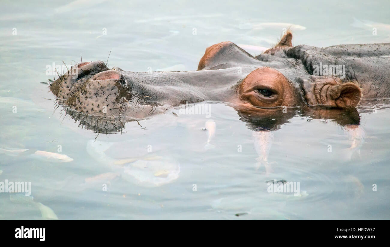 A swimming hippopotamus (Hippopotamus amphibius) gets its teeth cleaned ...