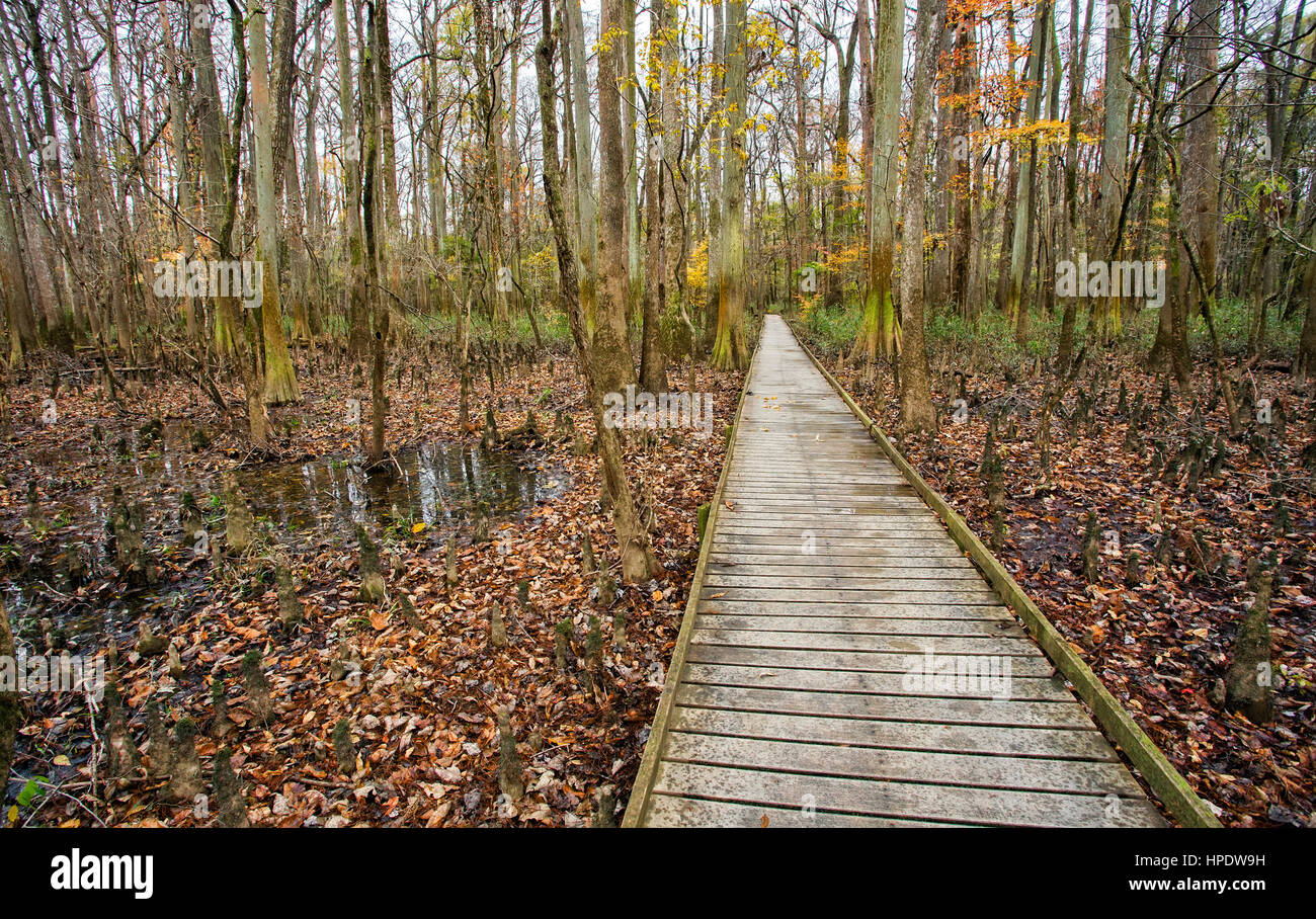 Hike through swamp hi-res stock photography and images - Alamy