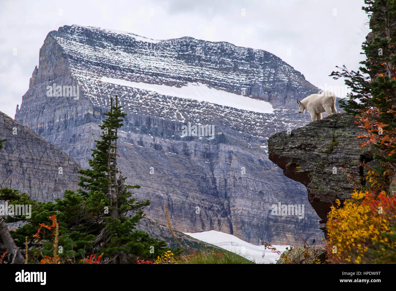 A mountain goat looks out over the scenary from his perch on a cliff at ...