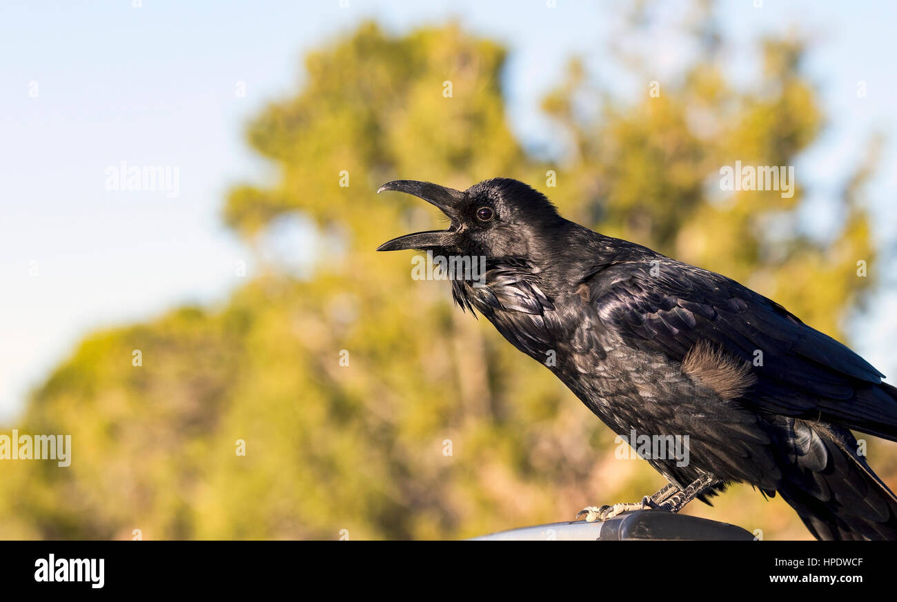 Raven calling hi-res stock photography and images - Alamy