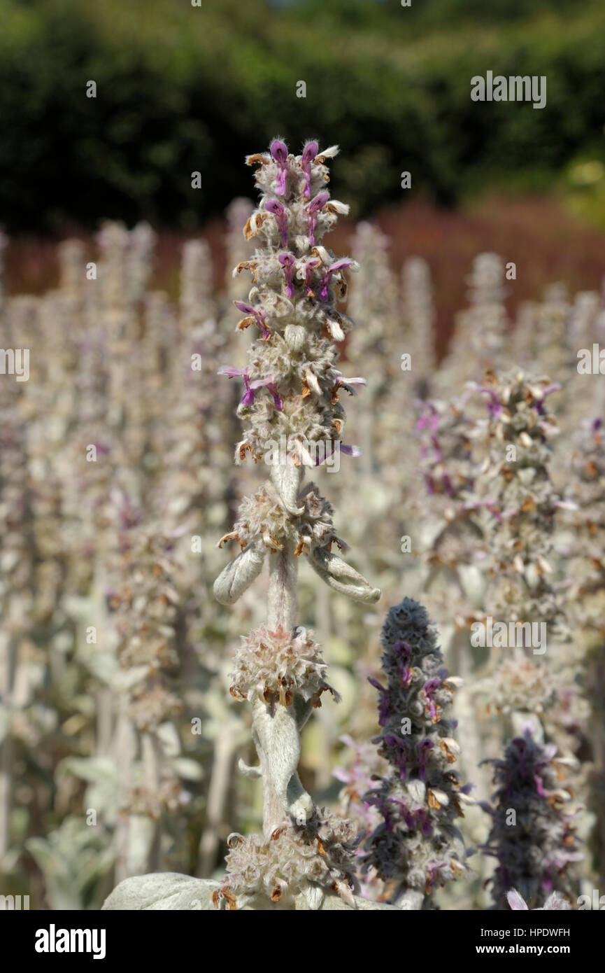 Lambs ear flower hi-res stock photography and images - Alamy