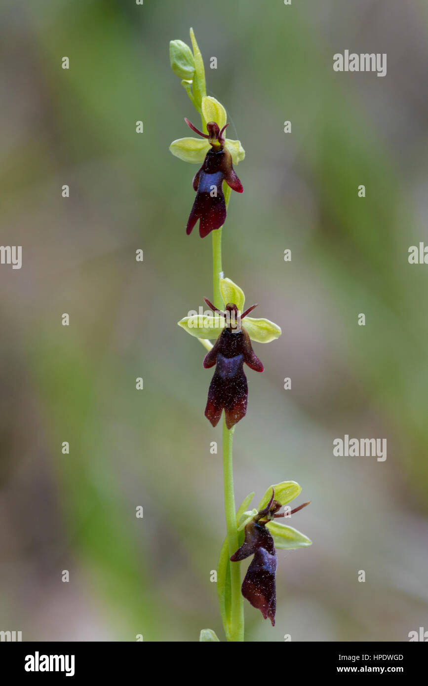 Orchidaceae plant hi-res stock photography and images - Alamy