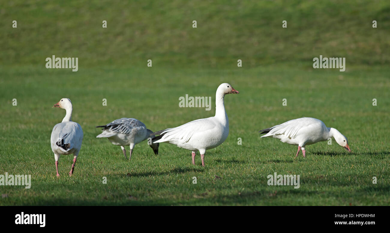 Breeds south of the tundra hi-res stock photography and images - Alamy