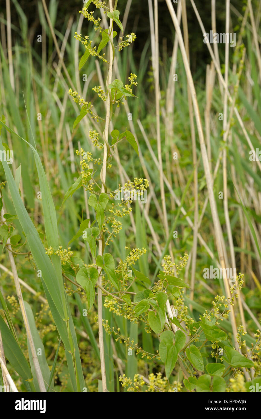 Black Bryony, Tamus communis in Full Flower Stock Photo - Alamy