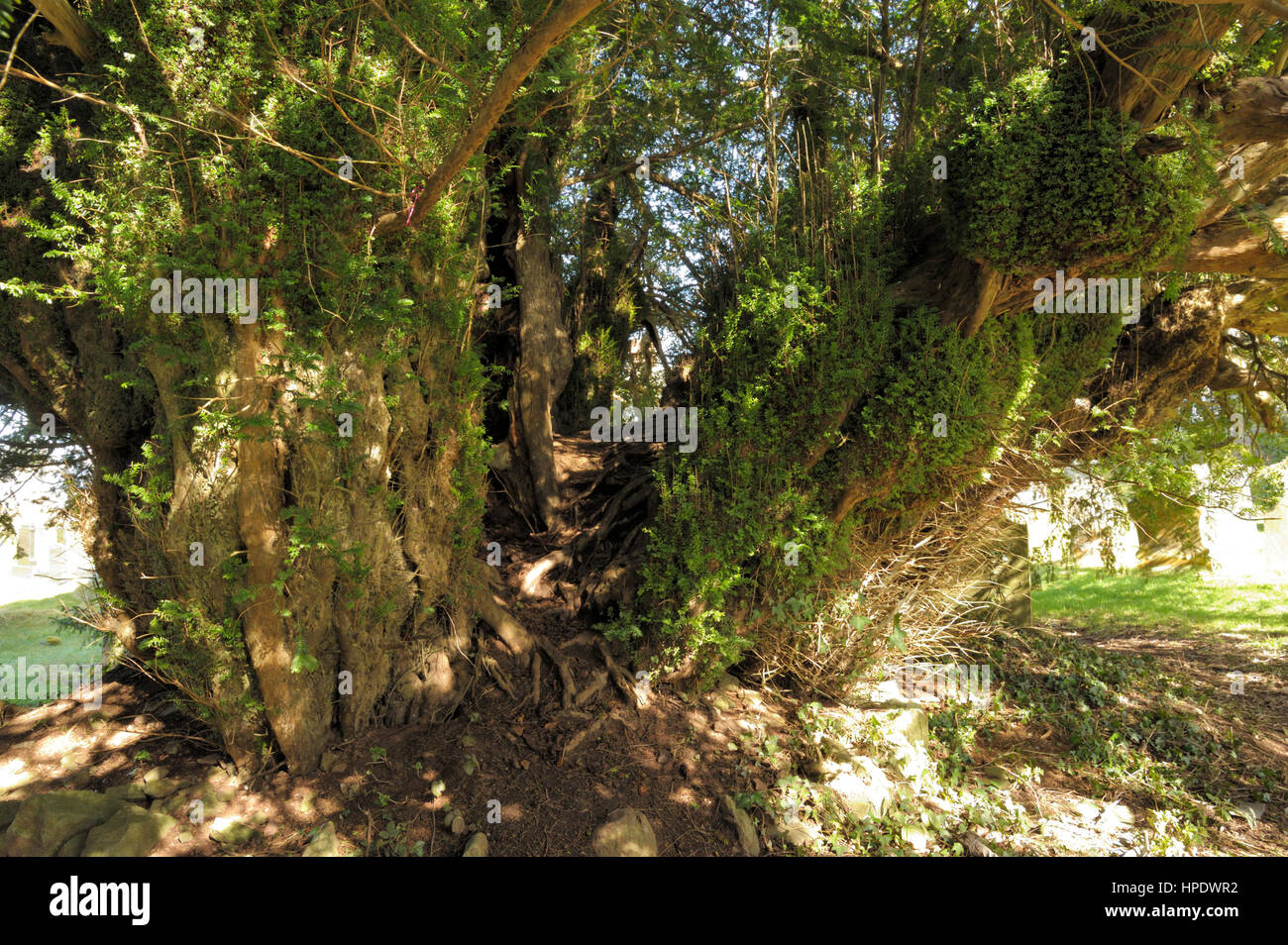 Defynnog yew tree hi-res stock photography and images - Alamy