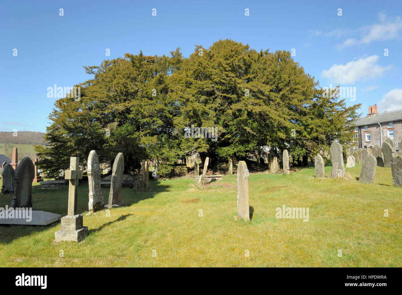 Yew, Taxus baccata, Thought to be over 5000 years old at Defynnog Stock ...