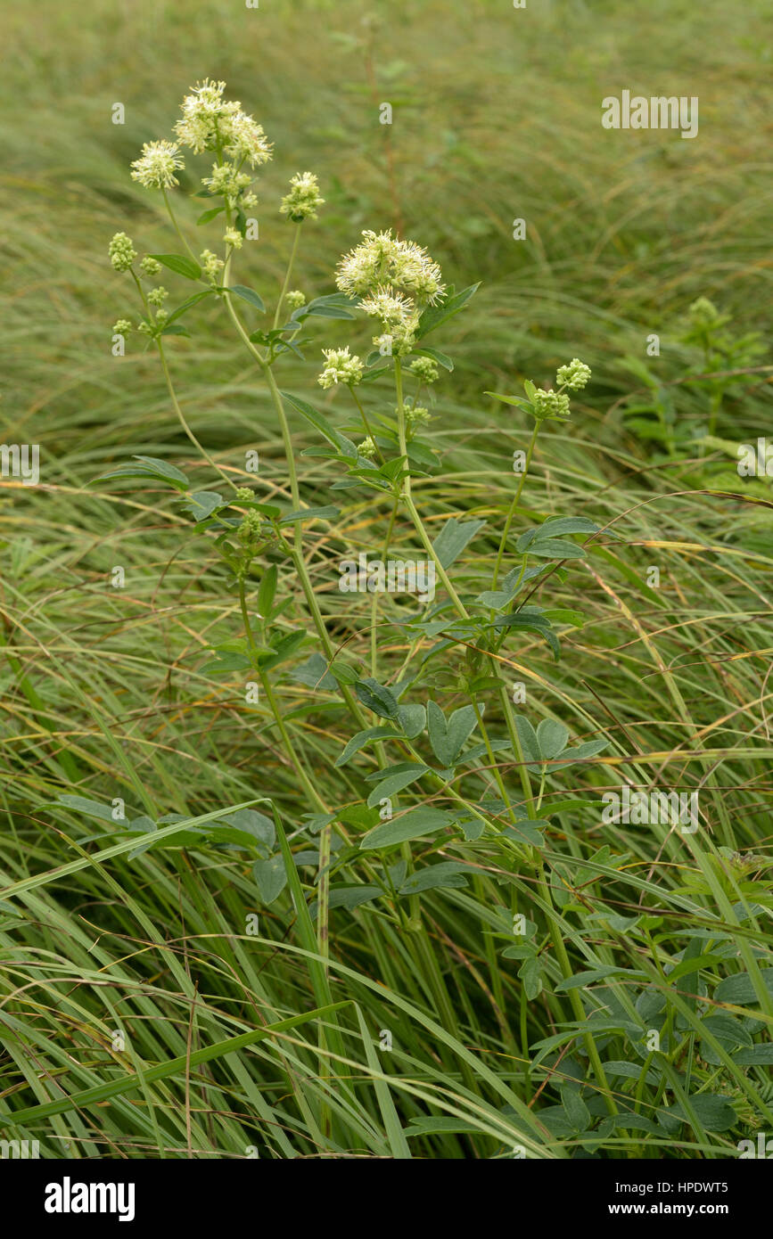 Common Meadow-rue, Thalictrum flavum Stock Photo - Alamy