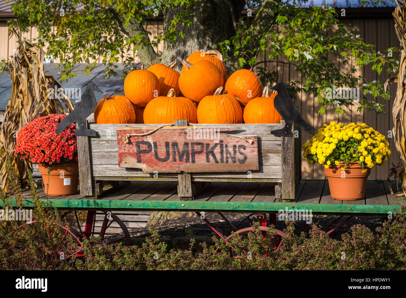A fall display of pumpkins for sale at the Lehman's Country store in ...