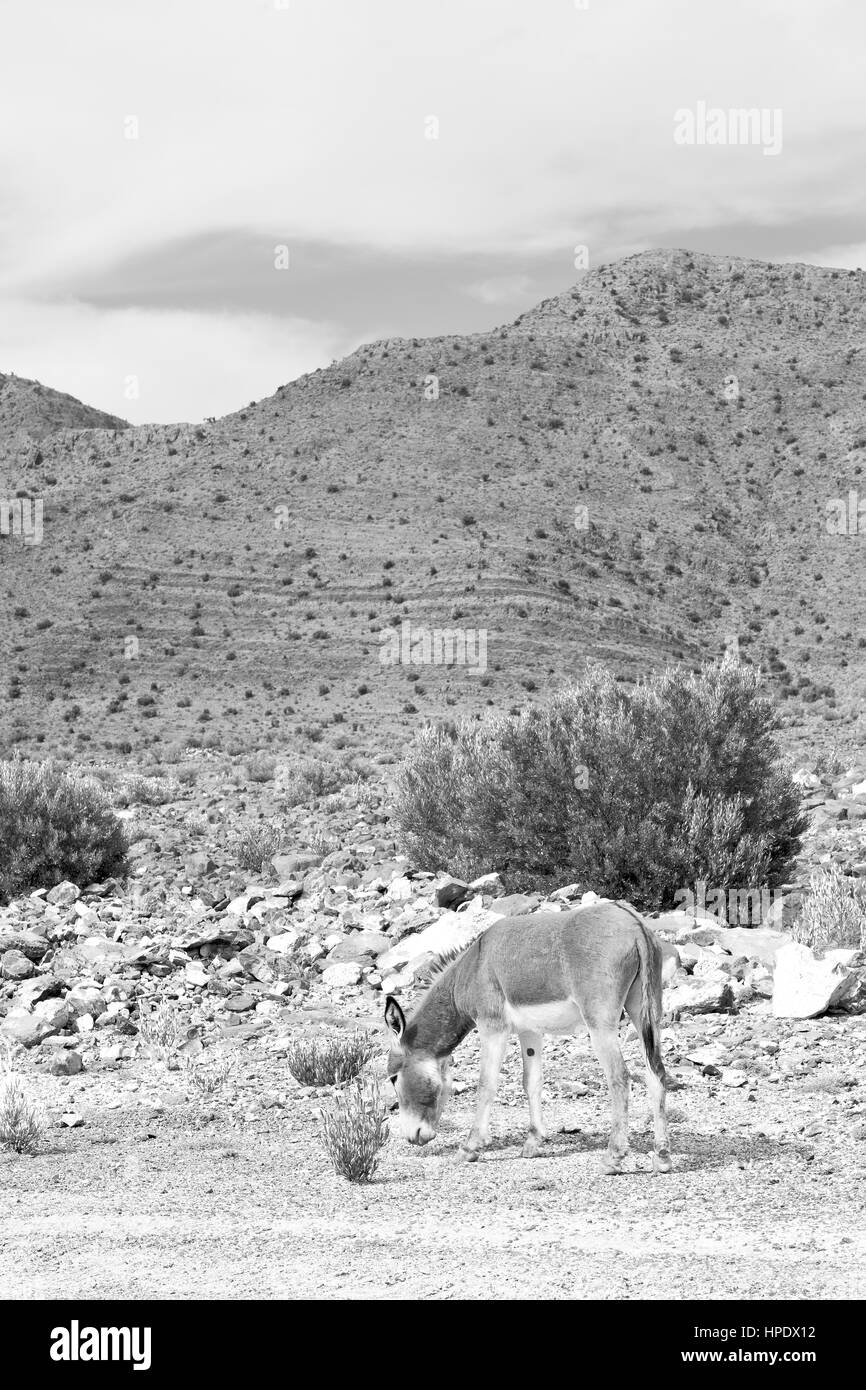 in oman donkey alone near the rock and bush Stock Photo - Alamy