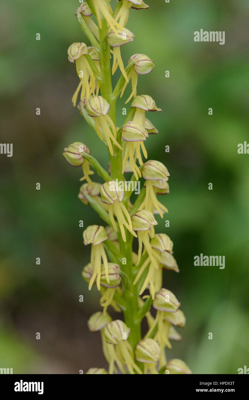 Man Orchid (Orchis anthropophora), flower detail Stock Photo - Alamy