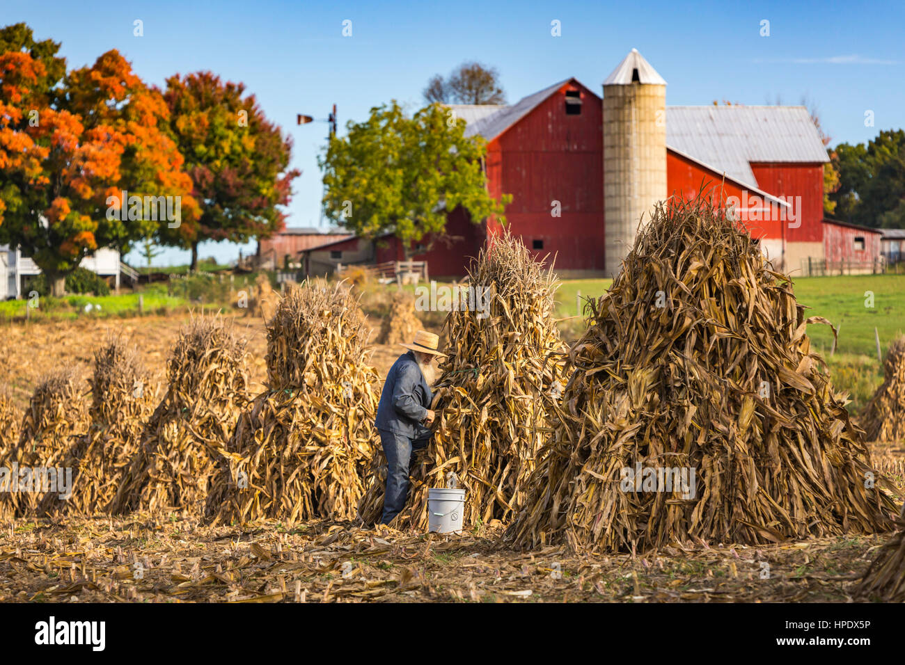 An Amish man setting up corn shocks on his farm near Kidron, Ohio, USA ...