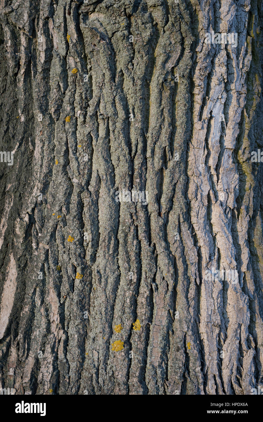 Bark structure oak tree hi-res stock photography and images - Alamy