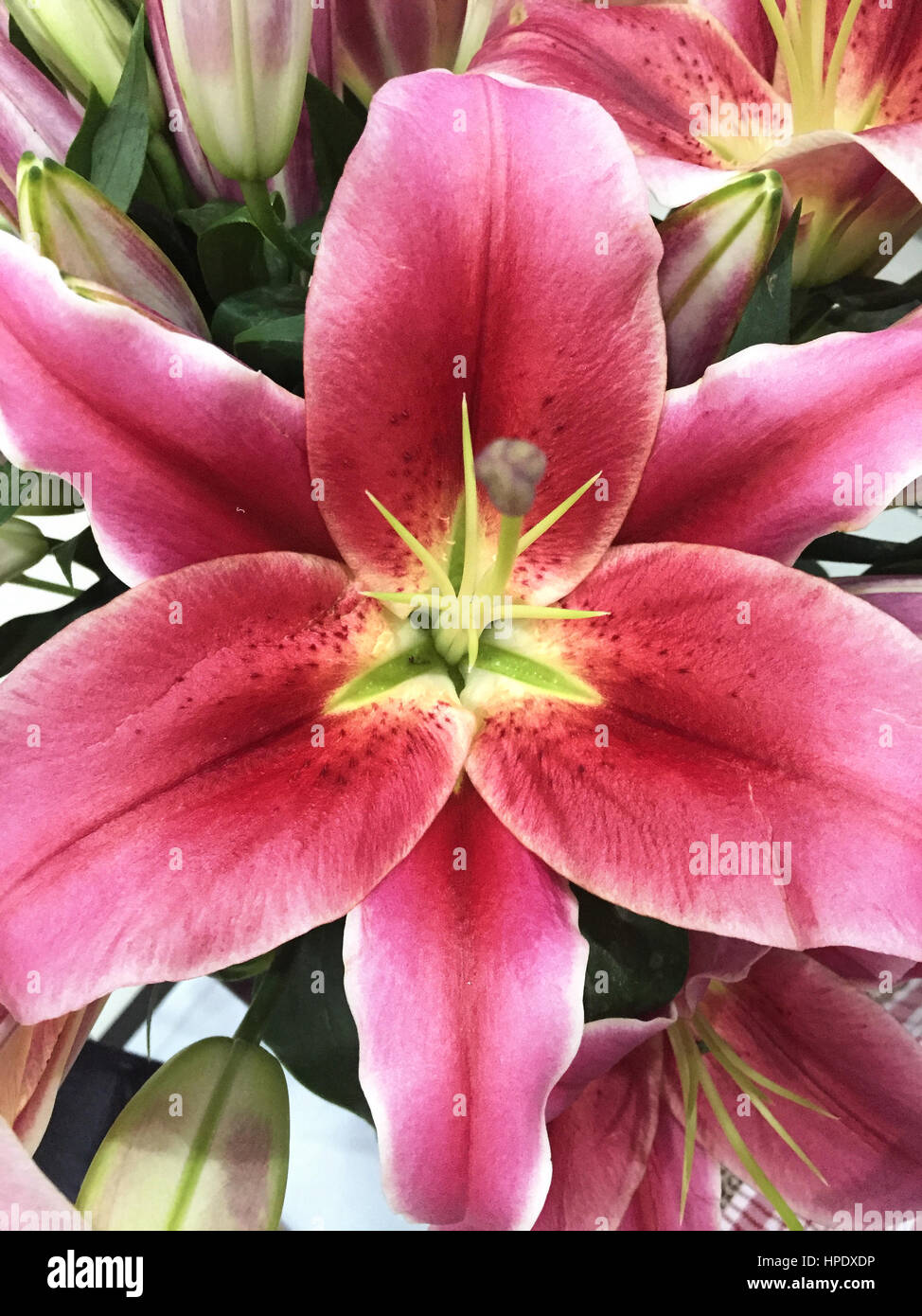 Flower for wallpapers hi-res stock photography and images - Alamy