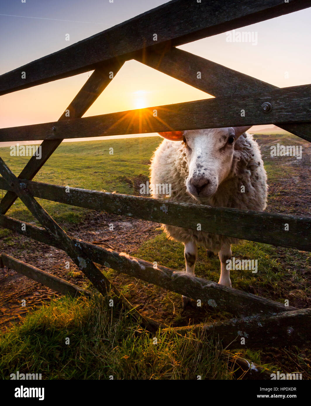 Sheep keeping guard Stock Photo - Alamy