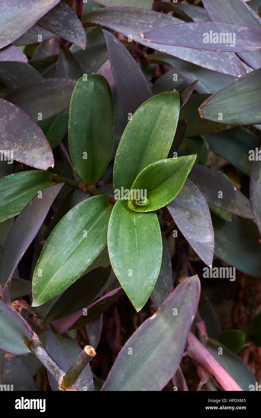 Red tradescantia hi-res stock photography and images - Alamy