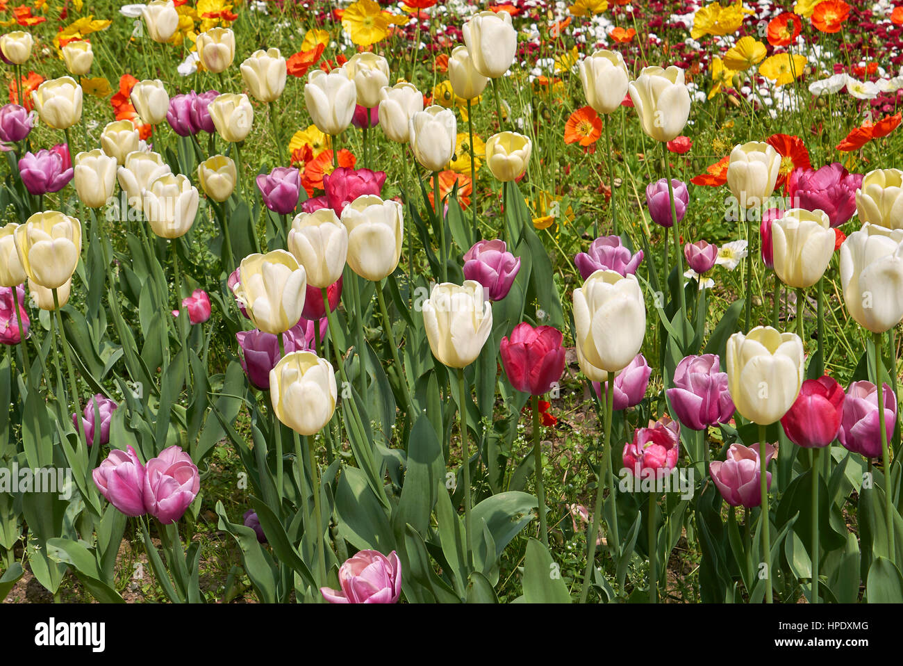 Variegated pink and white tulips hi-res stock photography and images ...