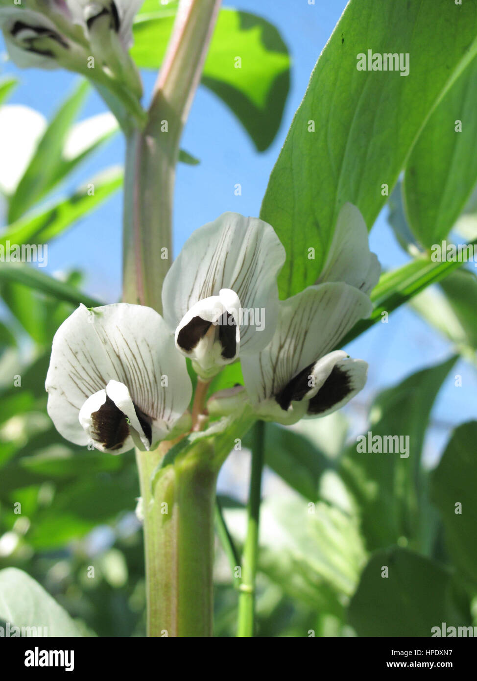 Vicia Faba Stock Photos & Vicia Faba Stock Images - Alamy