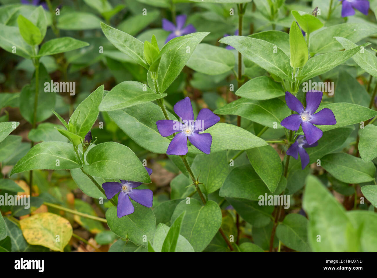 Vinca major vine hi-res stock photography and images - Alamy