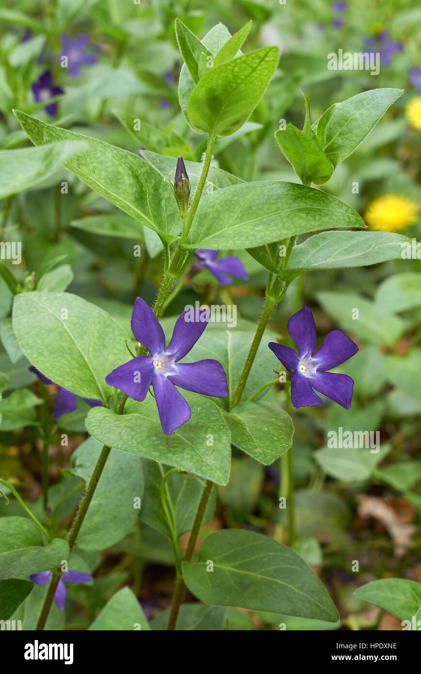 Major underwood hi-res stock photography and images - Alamy